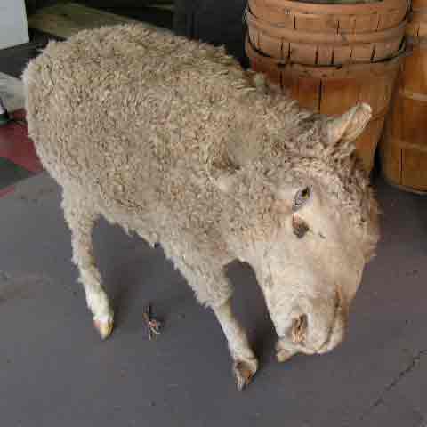 Animal Bones and Taxidermy